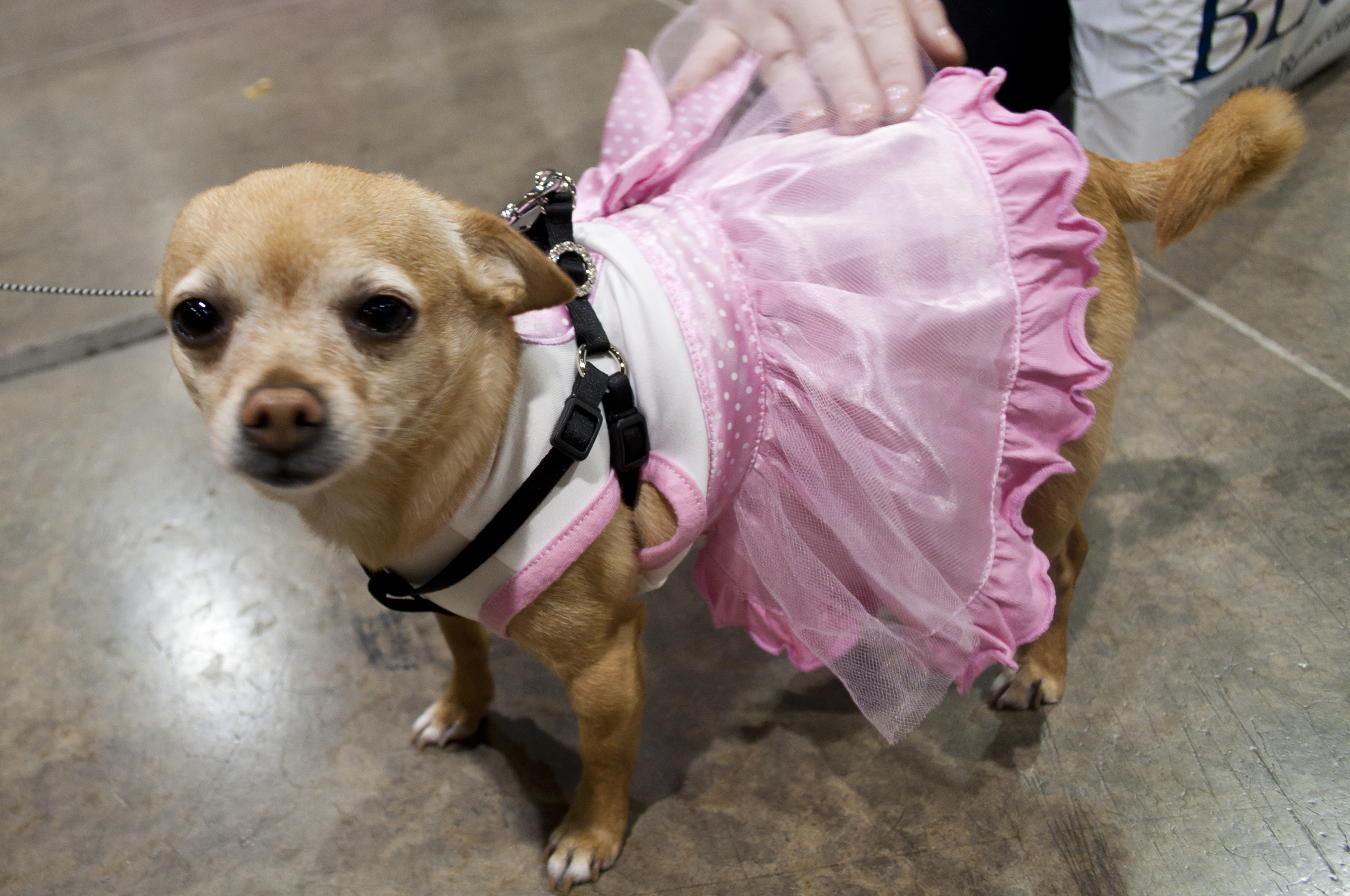 La définition de Bonace - Le dictionnaire des jolis mots