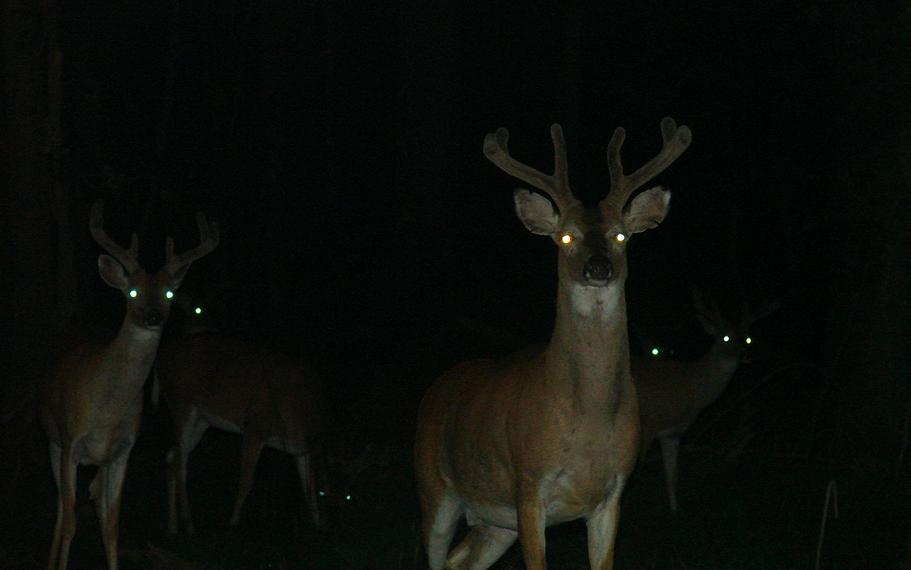 La définition de Nyctalope - Le dictionnaire des jolis mots