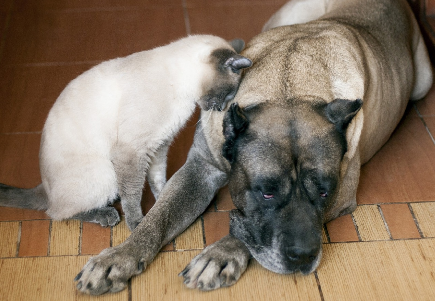 La définition de Contemner - Le dictionnaire des jolis mots