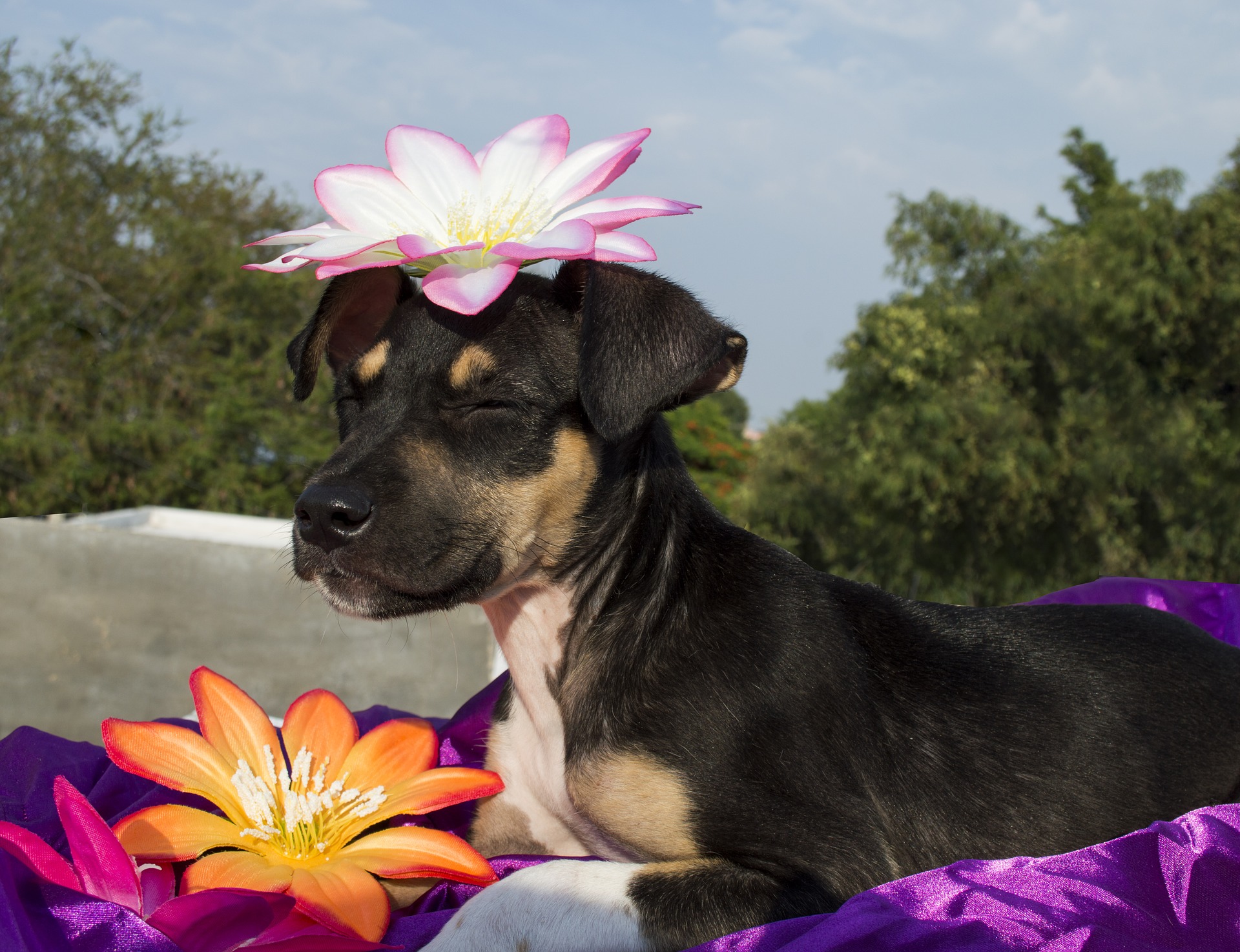 La définition de Colifichet - Le dictionnaire des jolis mots