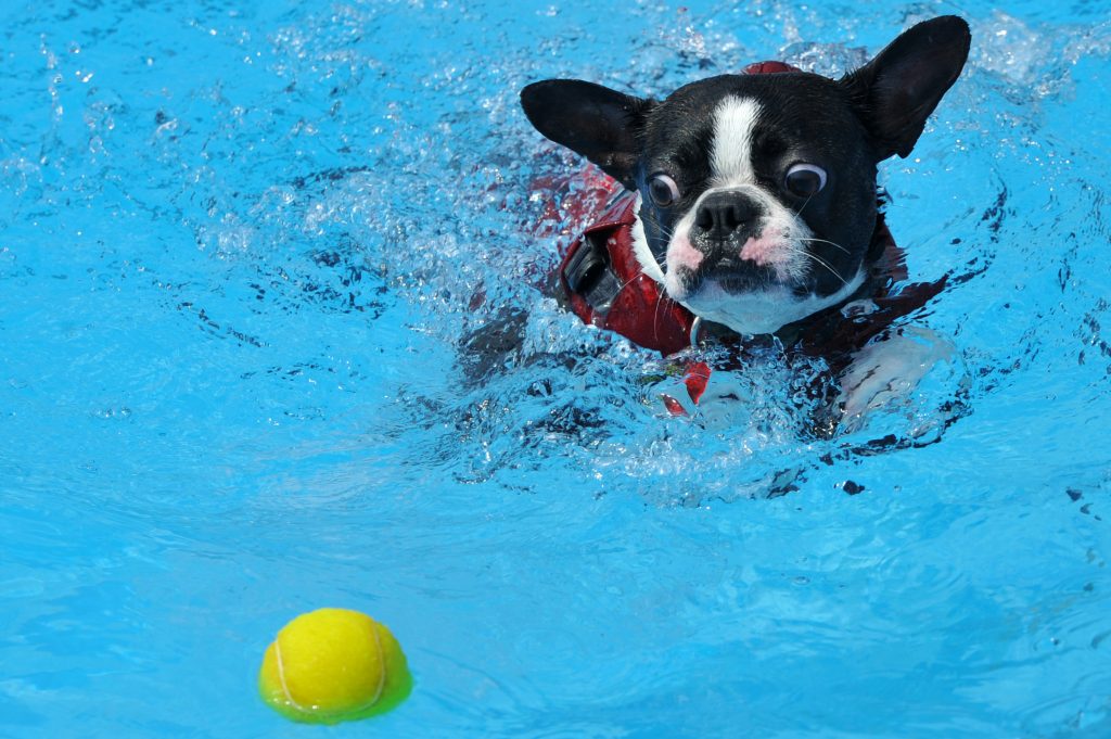 La définition de Concupiscent - Le dictionnaire des jolis mots